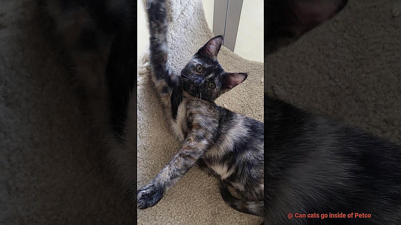 Can cats go inside of Petco? - 21Cats.org