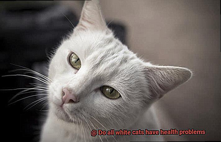 Do all white cats have health problems? - 21Cats.org