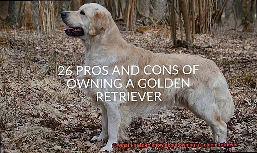 What I Need To Know About Owning A Golden Retriever