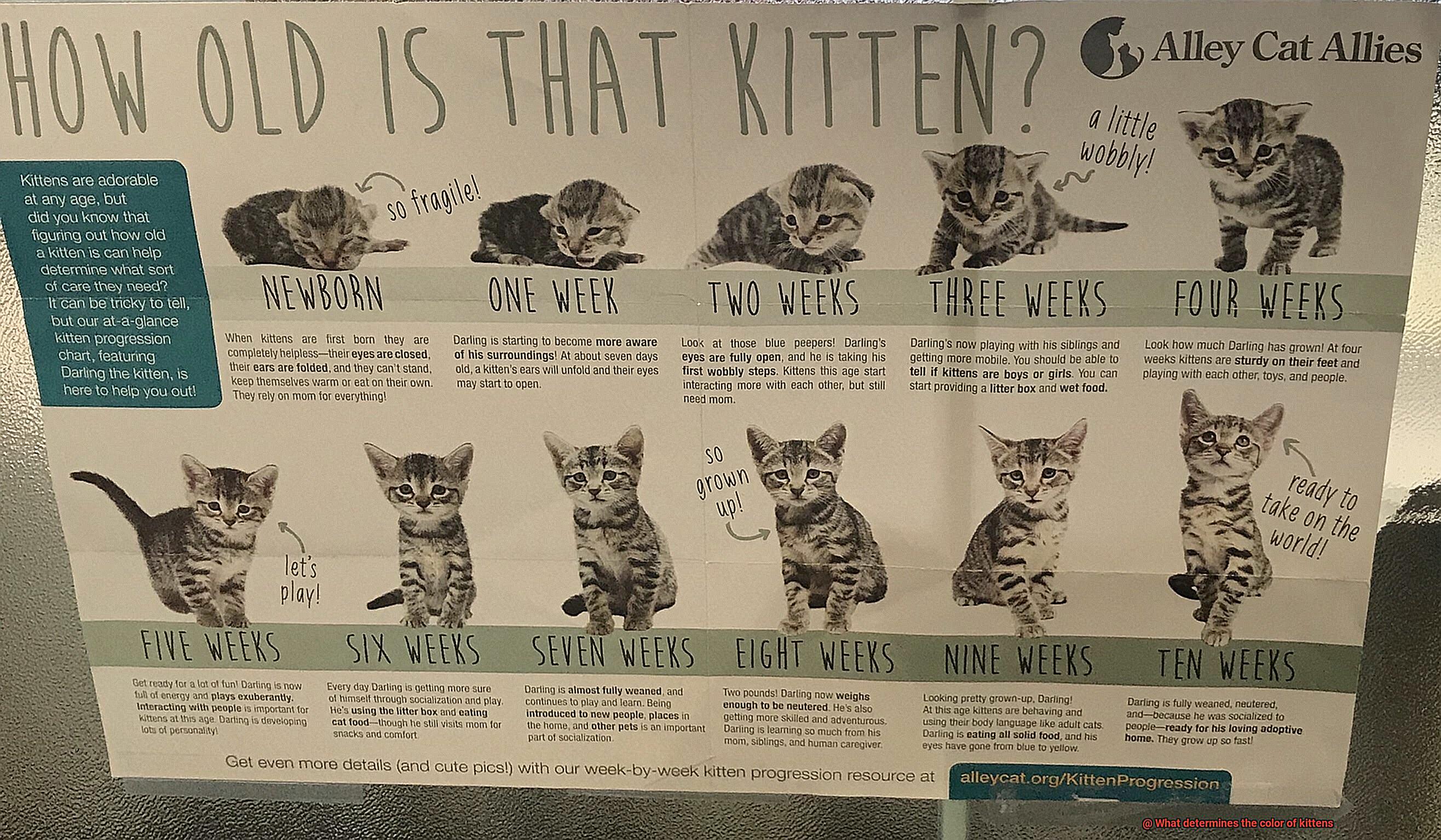 What determines the color of kittens? - 21Cats.org