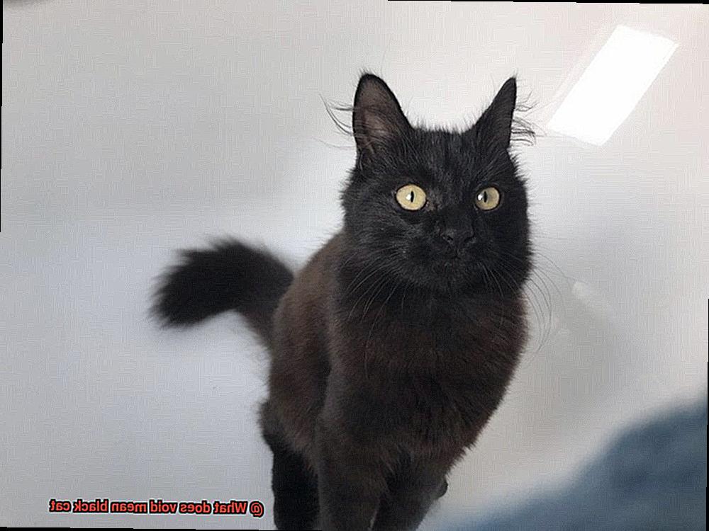 What does void mean black cat? - 21Cats.org