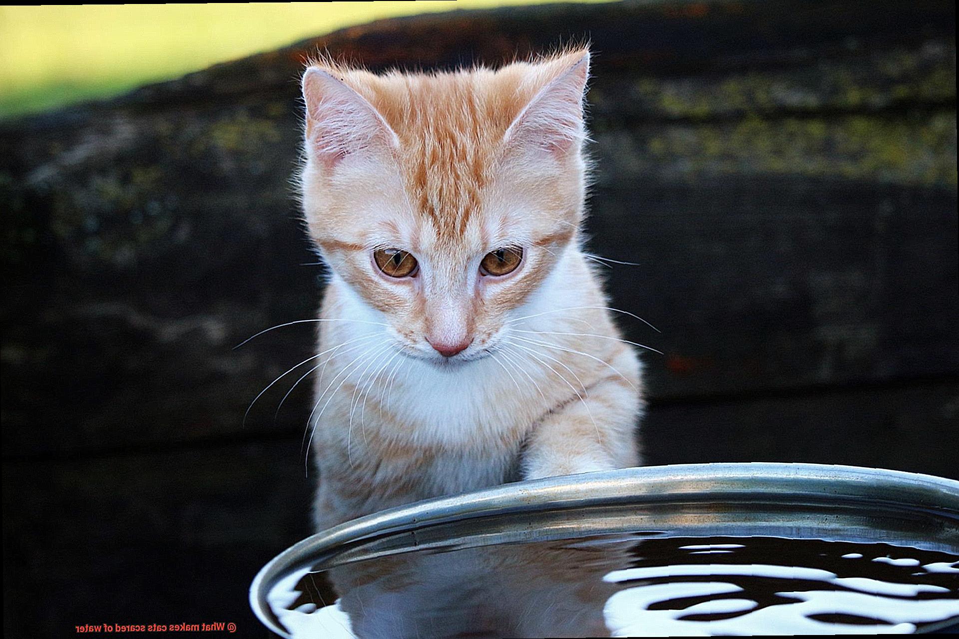 What makes cats scared of water? - 21Cats.org