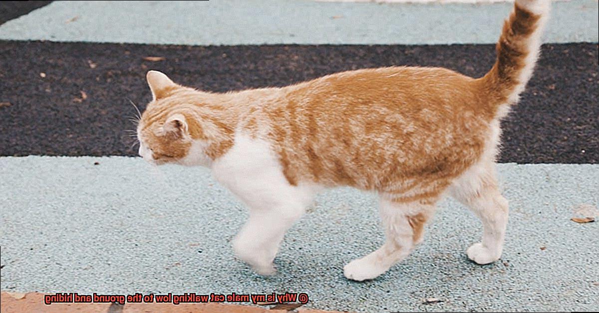 Why is my male cat walking low to the ground and hiding? - 21Cats.org