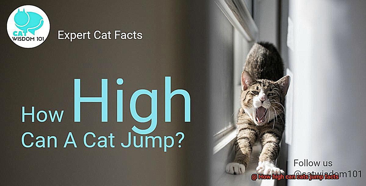 How high can cats jump facts? - 21Cats.org