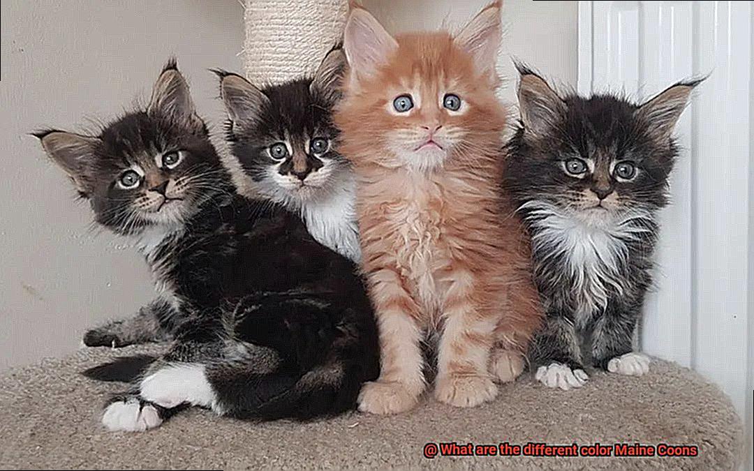 What are the different color Maine Coons? - 21Cats.org