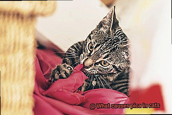 What causes pica in cats? - 21Cats.org