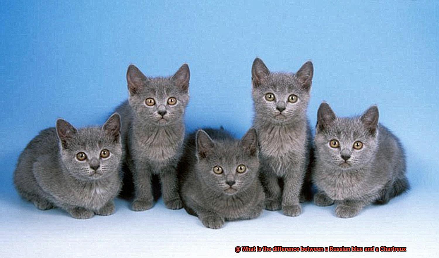 What is the difference between a Russian blue and a Chartreux? - 21Cats.org