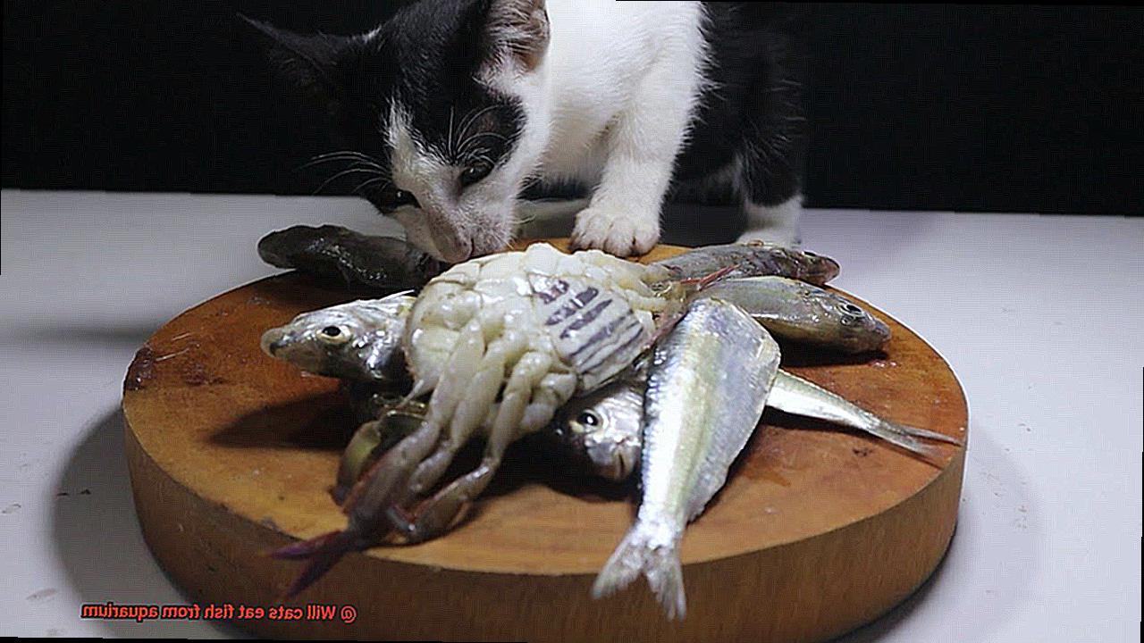 Will cats eat fish from aquarium? - 21Cats.org