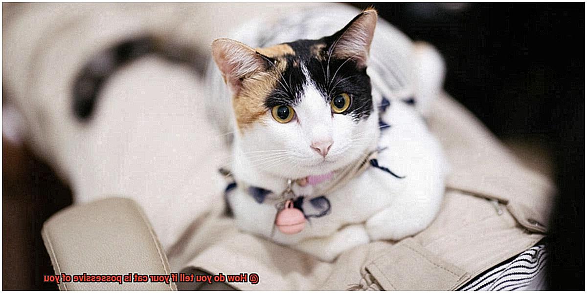 How do you tell if your cat is possessive of you? - 21Cats.org