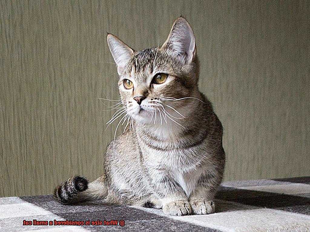 What size is considered a small cat? - 21Cats.org
