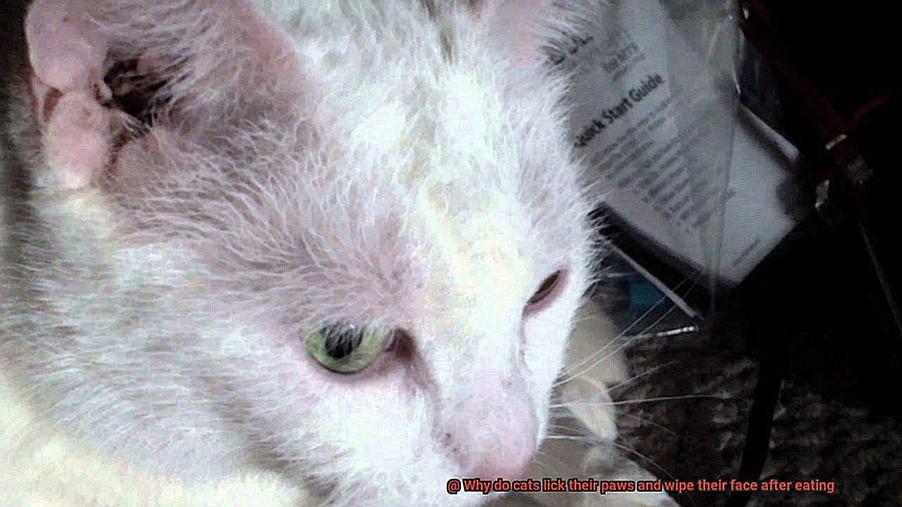 Why do cats lick their paws and wipe their face after eating? - 21Cats.org