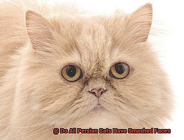Do All Persian Cats Have Smashed Faces? - 21Cats.org