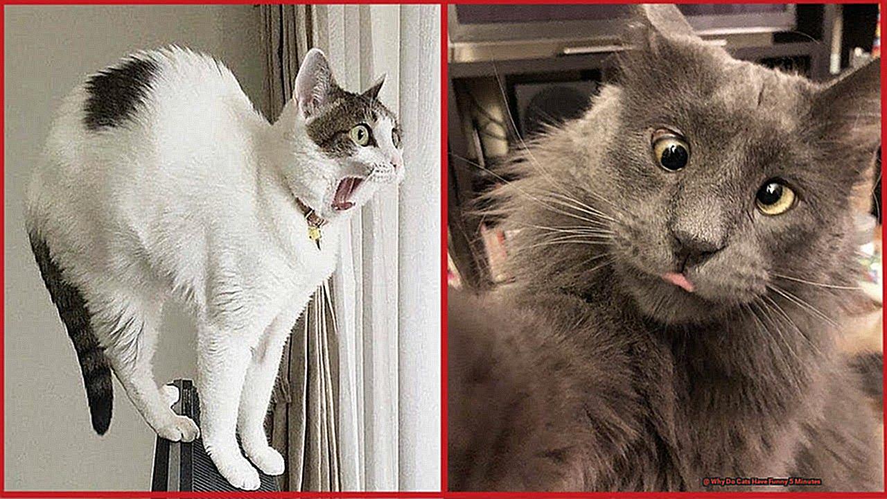 Why Do Cats Have Funny 5 Minutes? - 21Cats.org